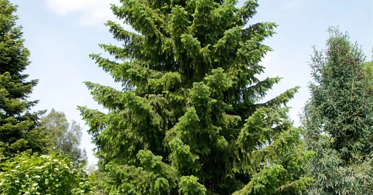 Picea - Baumschule Ley