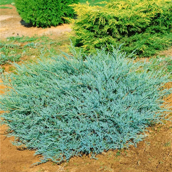 Juniperus virginiana, Virginischer Wacholder - Baumschule Ley