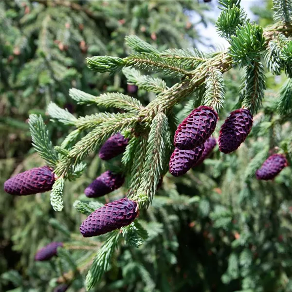Picea purpurea, Purpurfichte - Baumschule Ley