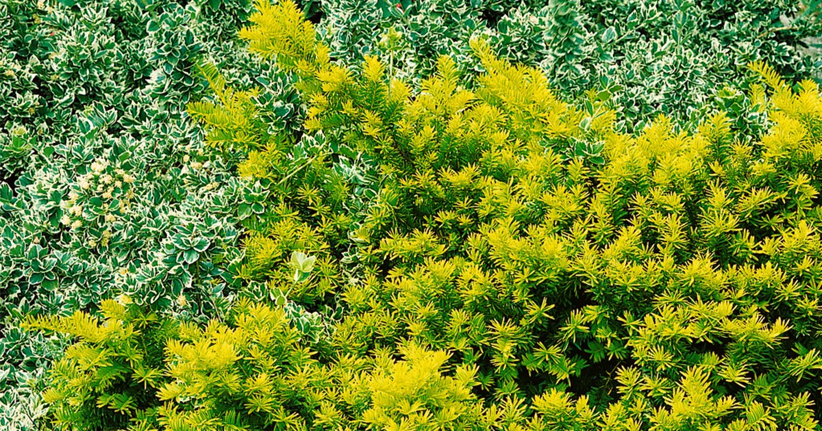 Taxus baccata 'Washingtonii', Straucheibe 'Washingtonii' - Baumschule Ley