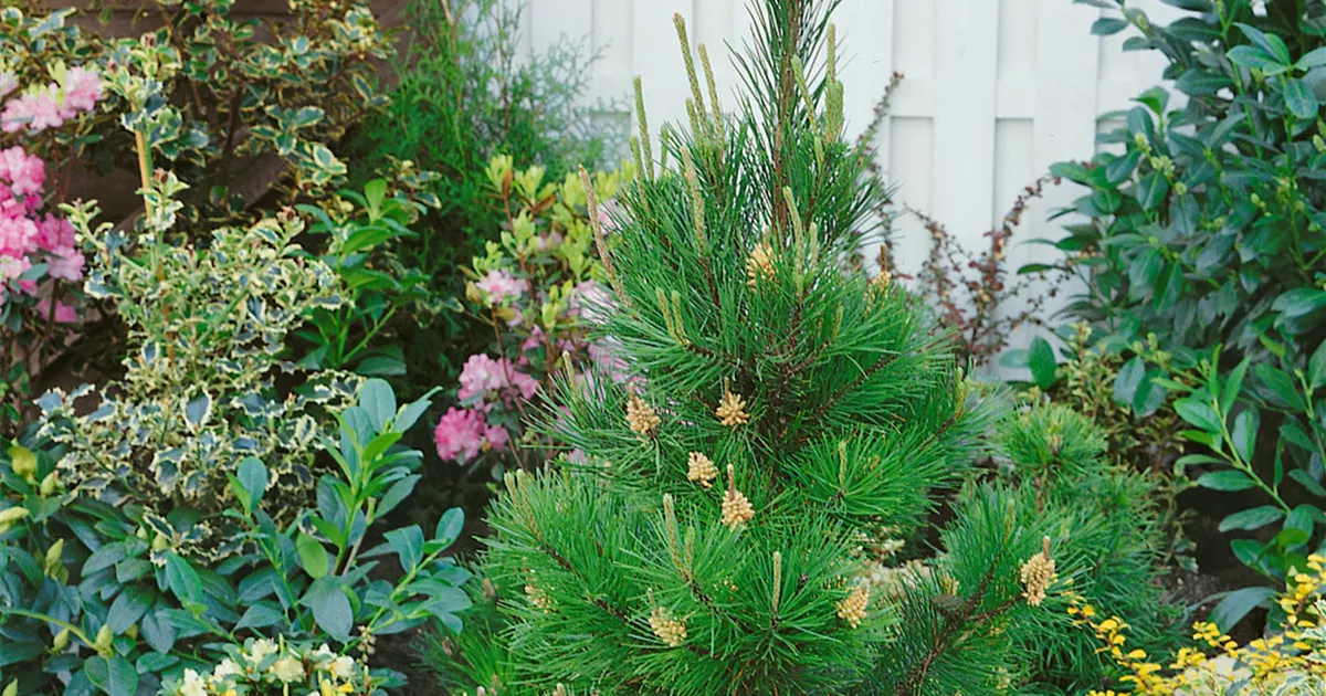 Pinus contorta 'Compacta', Kompakte Drehkiefer 'Compacta' - Baumschule Ley