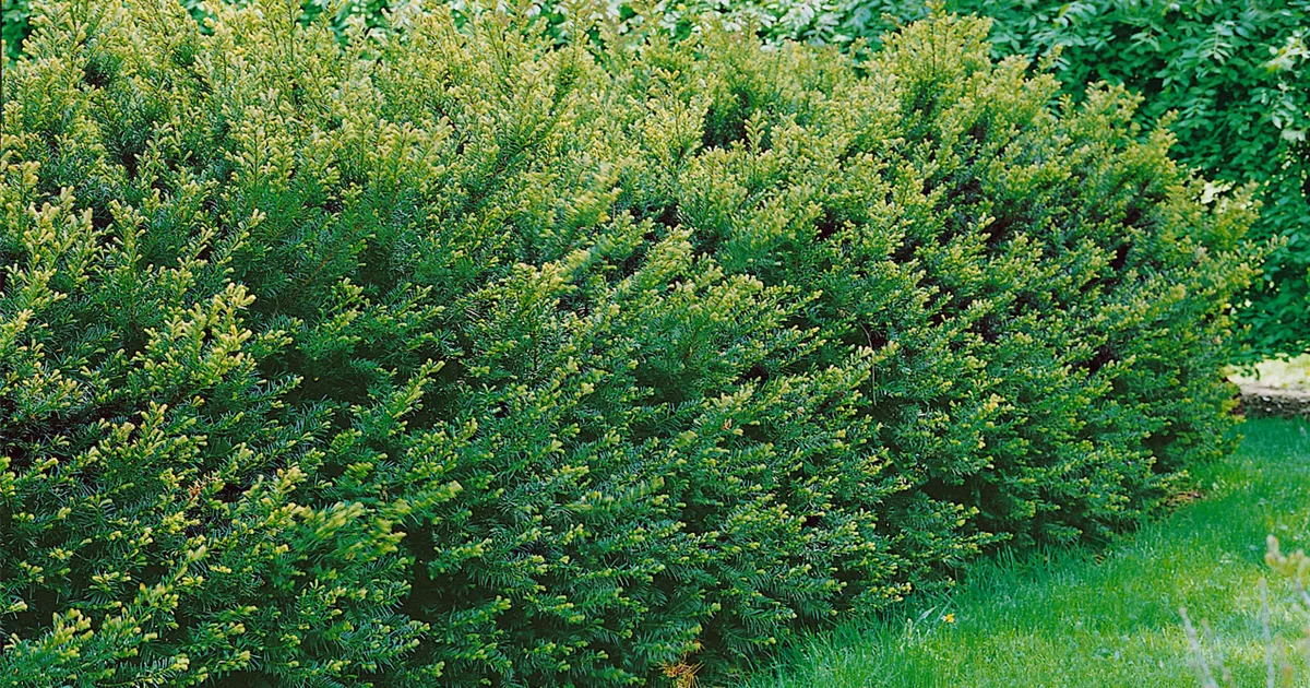 Taxus x media 'Brownii', Eibe 'Brownii' - Baumschule Ley