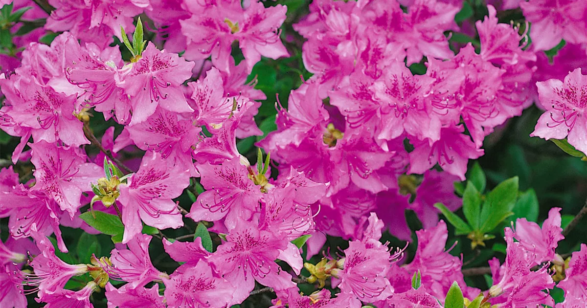 Rhododendron obtusum 'Beethoven', Japanische Azalee 'Beethoven ...