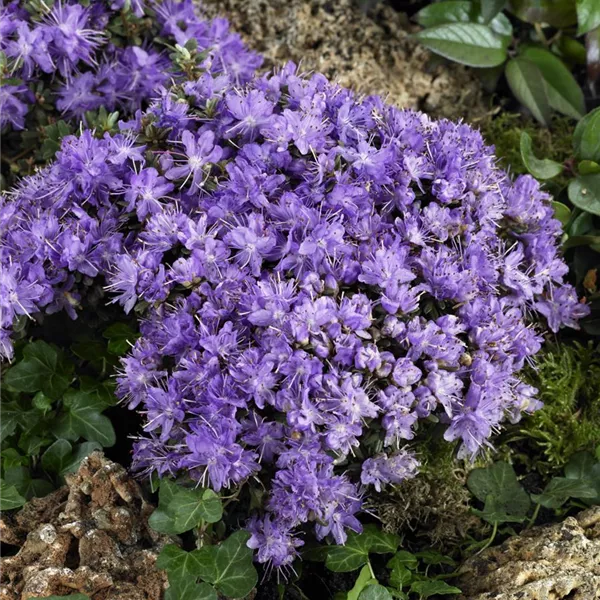 Rhododendron impeditum 'Blue Bird', Kleinblättriger Rhododendron 'Blue ...