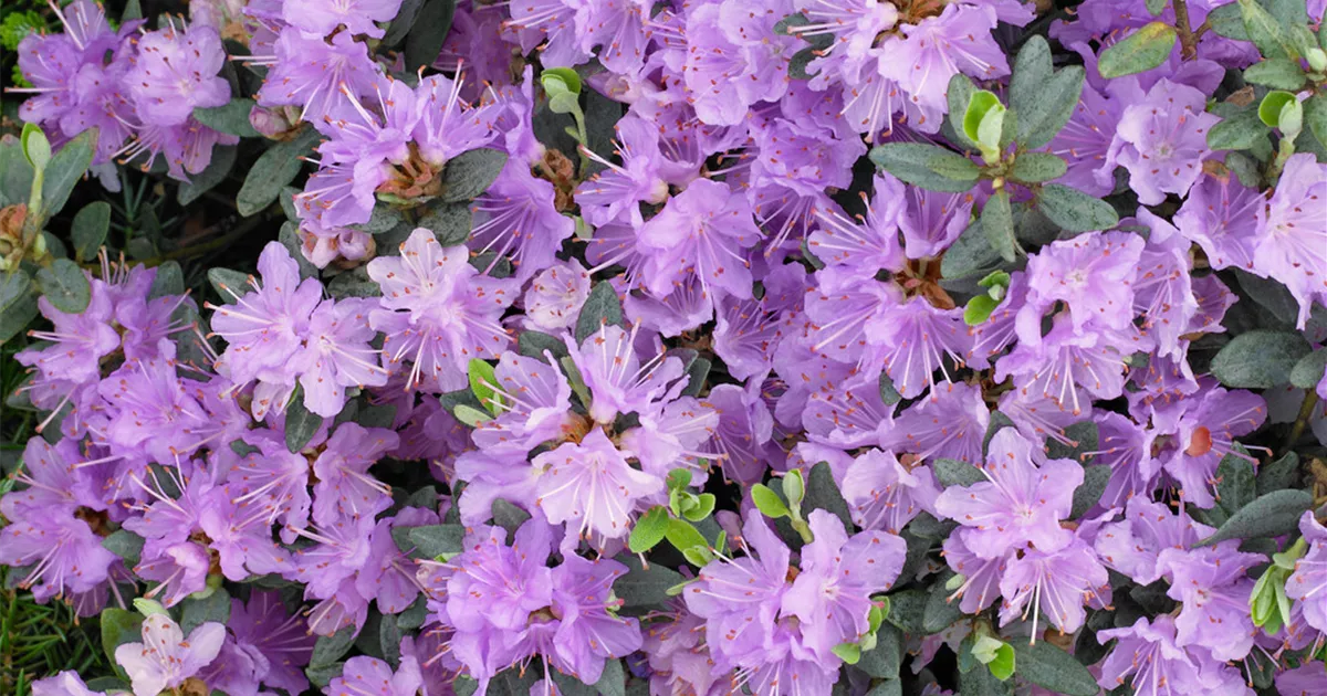 Rhododendron impeditum 'Ramapo', Kleinblättriger Rhododendron 'Ramapo ...