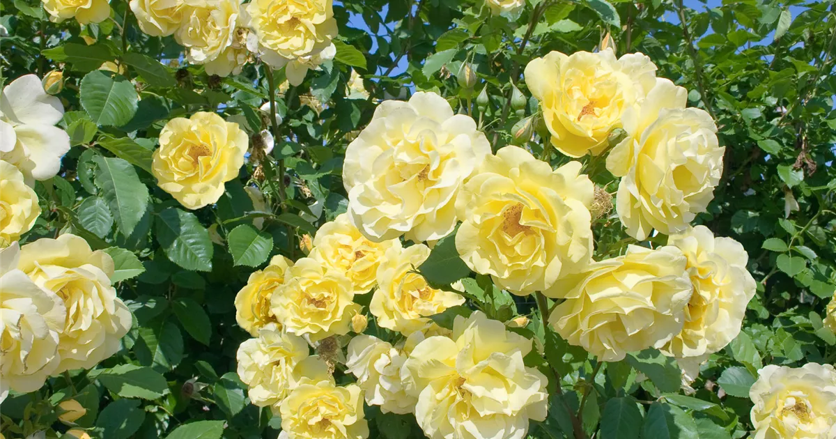 Rosa 'Golden Gate'®, Kletterrose 'Golden Gate'® - Baumschule Ley