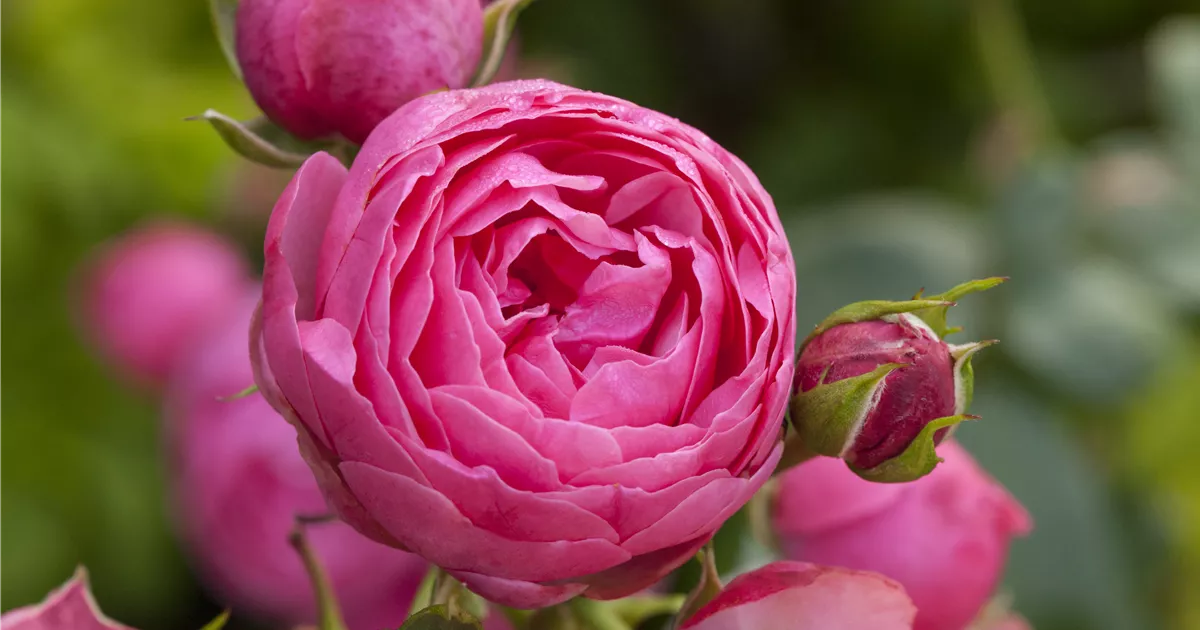 Beetrose, karminrot, Beetrose - Baumschule Ley