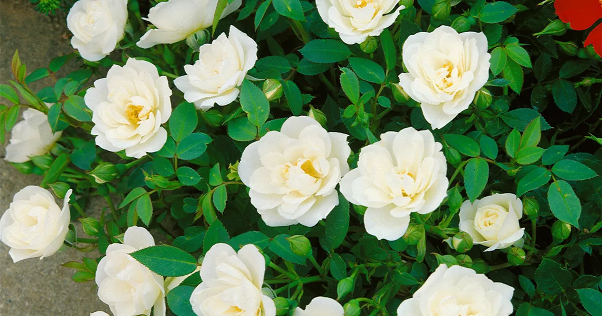 Rosa 'Kent'®, Bodendecker Rose 'Kent'® - Baumschule Ley