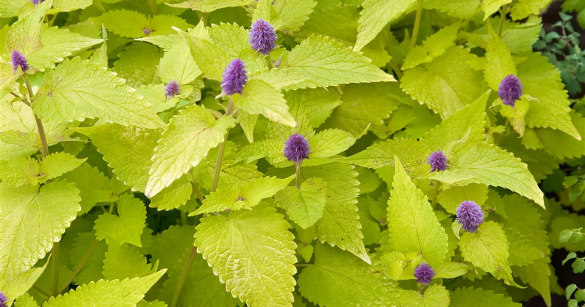 Agastache rugosa 'Golden Jubilee', Garten-Duftnessel 'Golden Jubilee ...