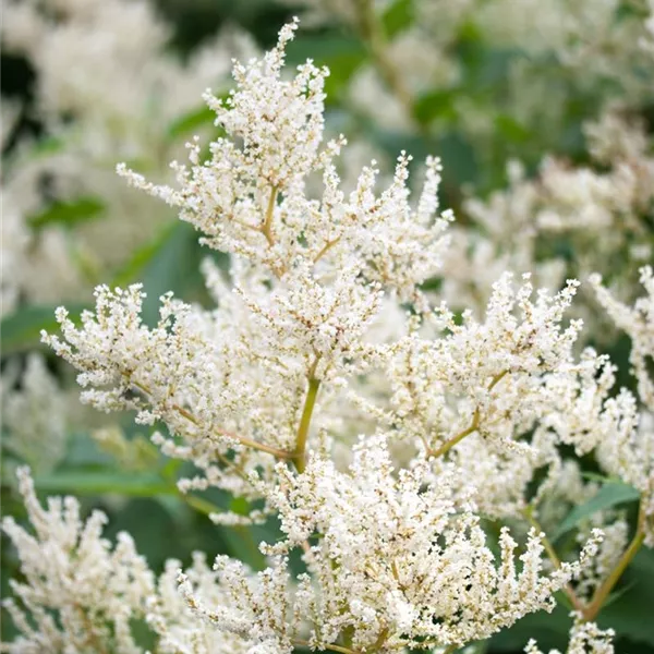 Aconogonon speciosum 'Johanniswolke', Garten-Bergknöterich ...