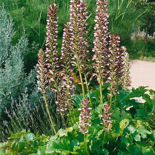 Acanthus, Akanthus - Baumschule Ley