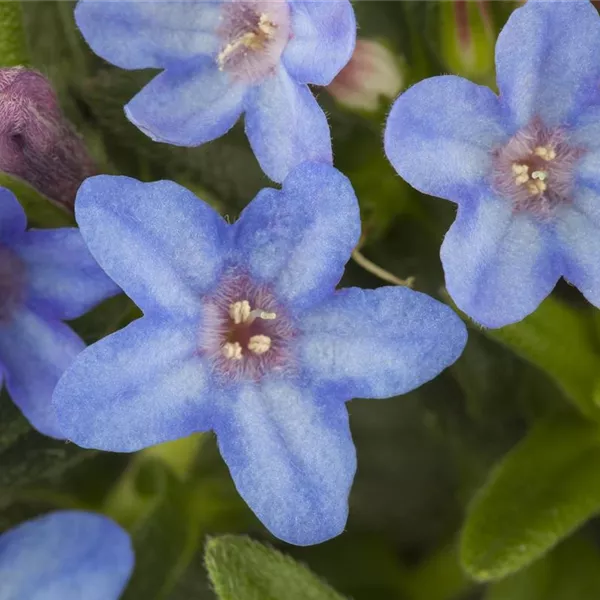 Lithodora diffusa 'Heavenly Blue', Garten-Scheinsteinsame 'Heavenly ...