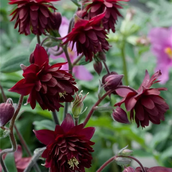 Aquilegia vulgaris 'Ruby Port', Akelei 'Ruby Port' - Baumschule Ley