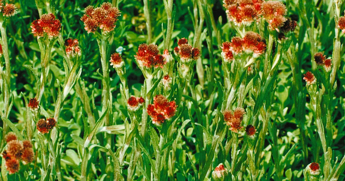 Antennaria dioica 'Rubra', Garten-Katzenpfötchen 'Rubra' - Baumschule Ley