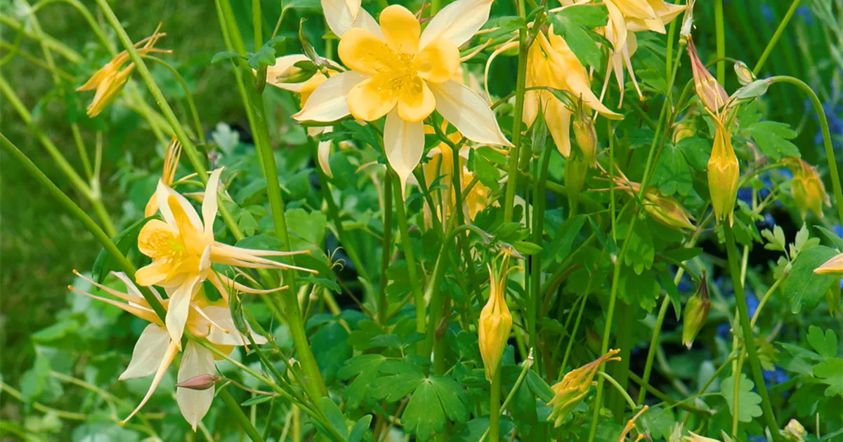Aquilegia chrysantha 'Yellow Queen', Langspornige Garten-Akelei 'Yellow ...
