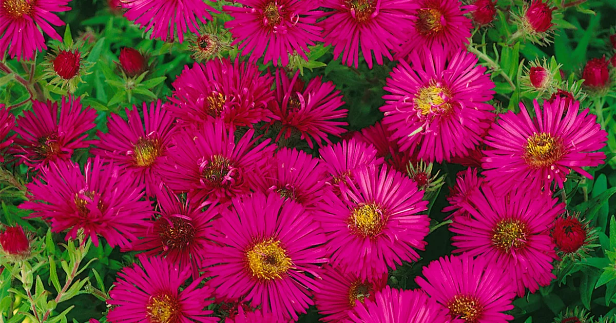 Aster novae-angliae 'Septemberrubin', Garten-Raublatt-Aster ...