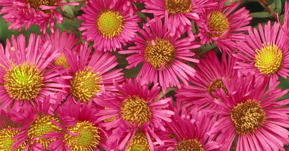 Aster novae-angliae 'Alma Pötschke', Garten-Raublatt-Aster 'Alma ...