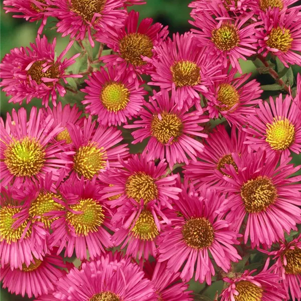 Aster novae-angliae 'Alma Pötschke', Garten-Raublatt-Aster 'Alma ...