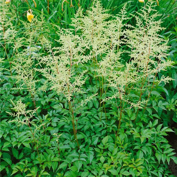 Astilbe biternata, Mehrzählige Wildspiere - Baumschule Ley