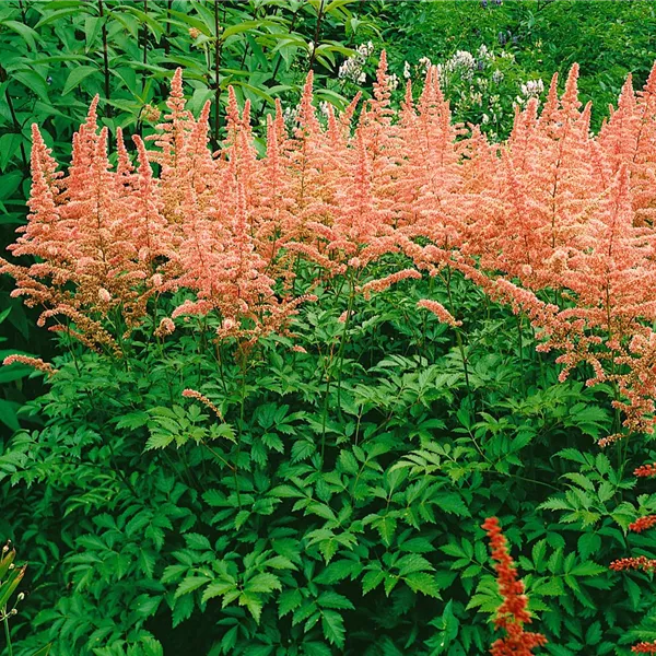 Astilbe Standort Schattig
