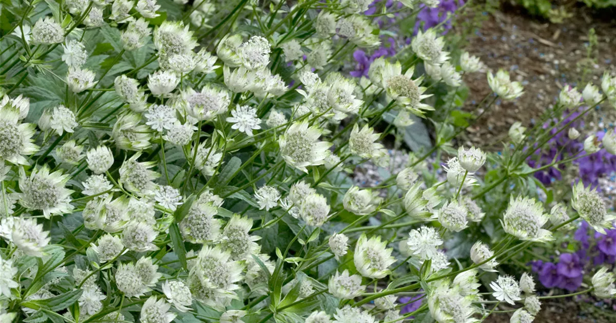 Astrantia major 'Snow Star'®, Garten-Sterndolde 'Snow Star ...