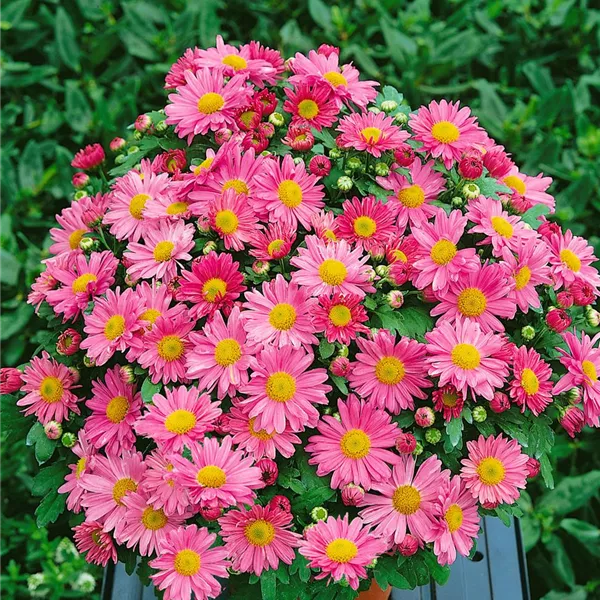 Chrysanthemum indicum 'Garden Mums Rosa', Chrysantheme 'Garden Mums ...