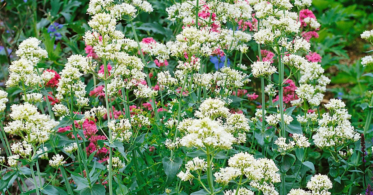 Centranthus ruber 'Albus', Weißblühende Garten-Spornblume 'Albus ...