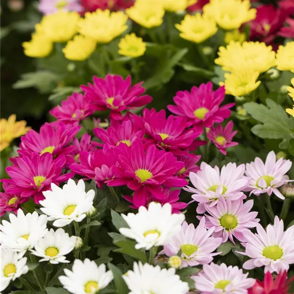 Chrysanthemum 'Swifty Mini', Topfchrysantheme 'Swifty Mini ...
