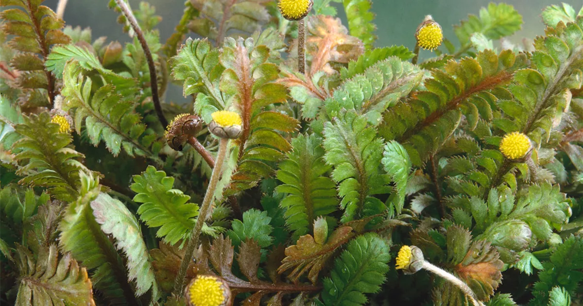 Cotula dioica, Zwerg-Fiederpolster - Baumschule Ley