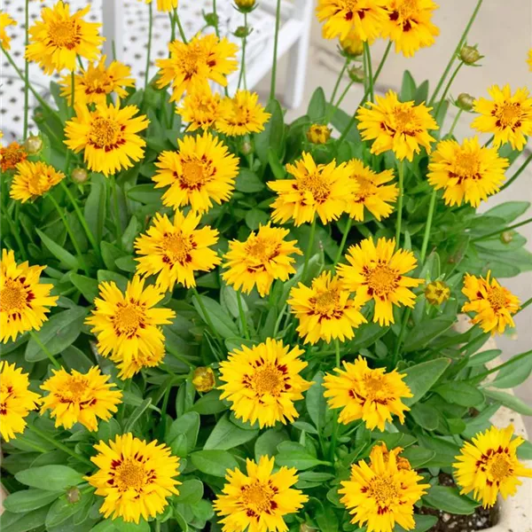 Coreopsis grandiflora 'Rising Sun', Großblumiges Mädchenauge 'Rising ...