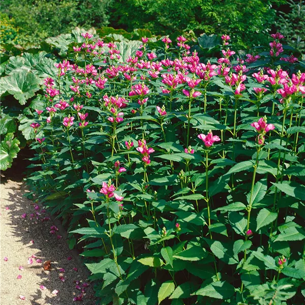 Chelone lyonii 'Hot Lips', Garten-Schlangenkopf 'Hot Lips' - Baumschule Ley