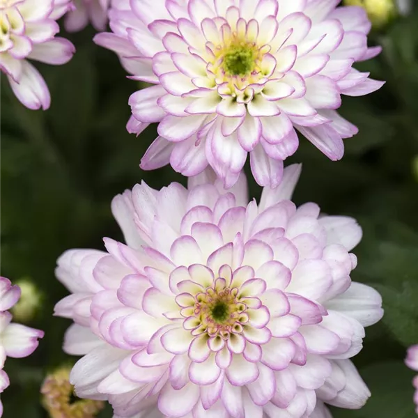 Chrysanthemum Mystic Mums 'Sunbeam Flair', Chrysantheme Mystic Mums ...