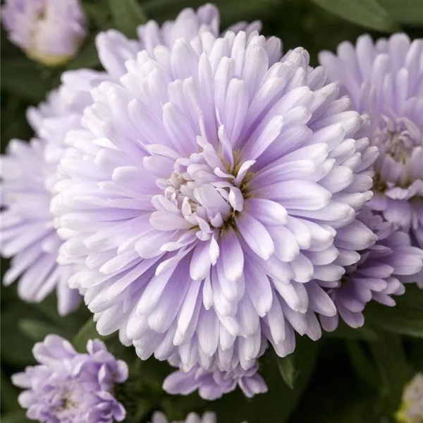 Chrysanthemum Showmakers® 'Lilac Sunset', Aster - Baumschule Ley
