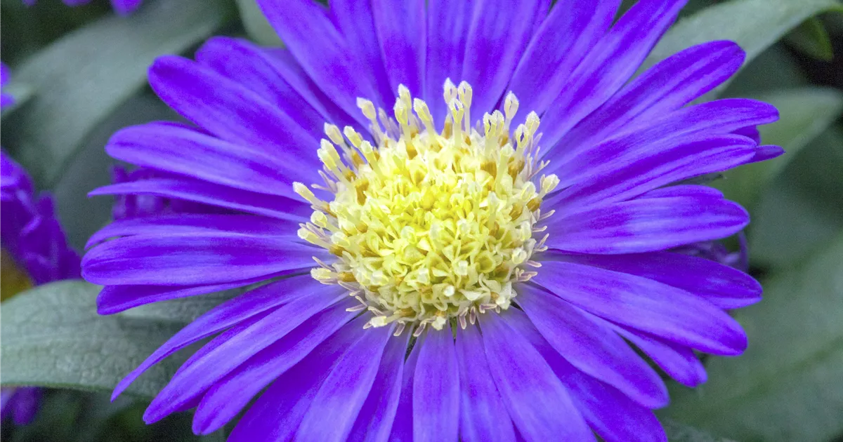 Chrysanthemum Tiara® 'Blue Parrot', Aster - Baumschule Ley