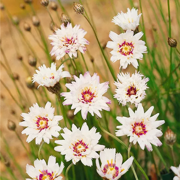 Catananche caerulea 'Alba', Garten-Rasselblume 'Alba' - Baumschule Ley