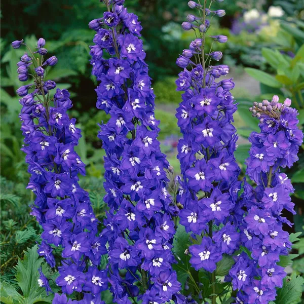 Delphinium pacific 'Blue Bird', Pacific-Garten-Rittersporn 'Blue Bird ...