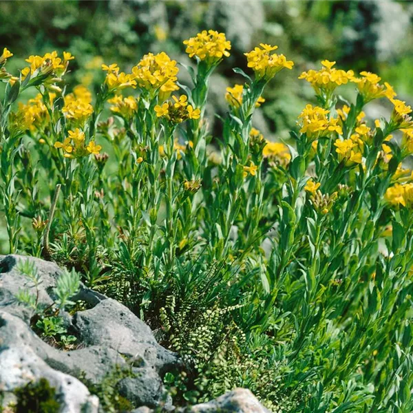Draba rigida, Steifes Felsblümchen - Baumschule Ley