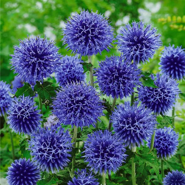 Echinops, Kugeldistel - Baumschule Ley
