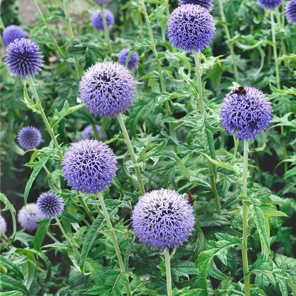 Echinops bannaticus, Banater Kugeldistel - Baumschule Ley