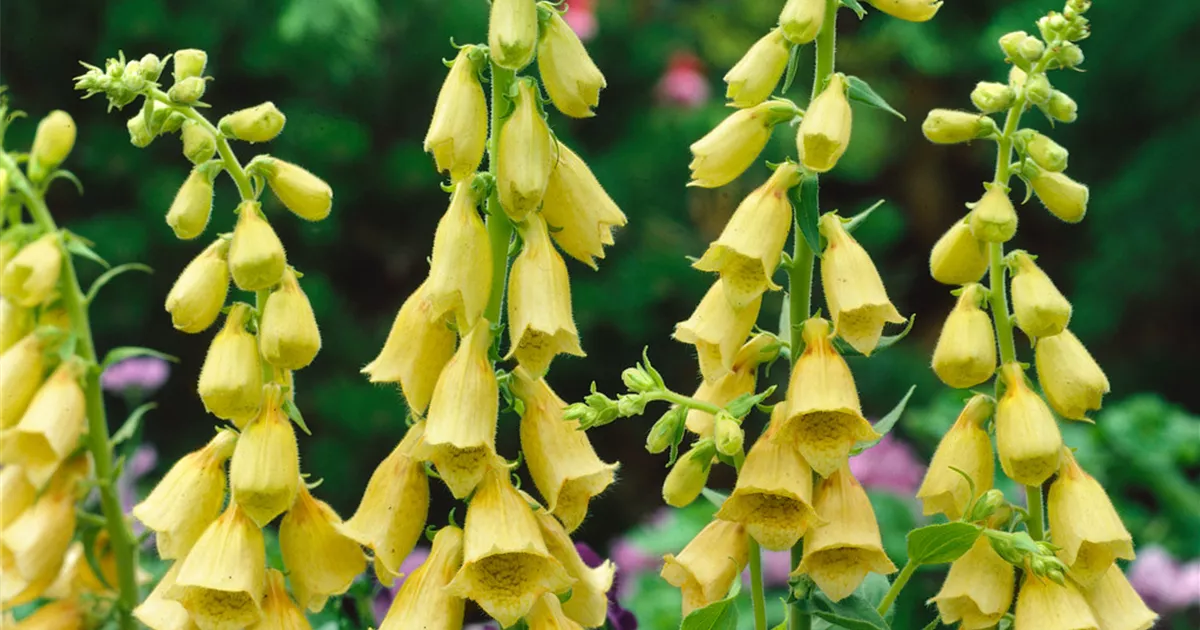 Digitalis lutea, Gelbblühender Fingerhut - Baumschule Ley