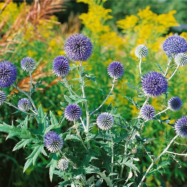 Echinops ritro 'Veitchs Blue', Veitchs-Garten-Kugeldistel 'Veitchs Blue ...
