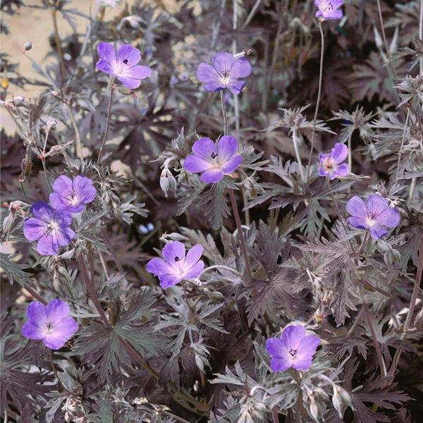 Geranium pratense 'Midnight Reiter', Garten-Storchschnabel 'Midnight ...