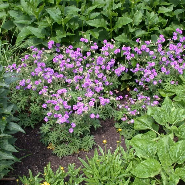 Geranium pratense 'Plenum Violaceum', Garten-Storchschnabel 'Plenum ...