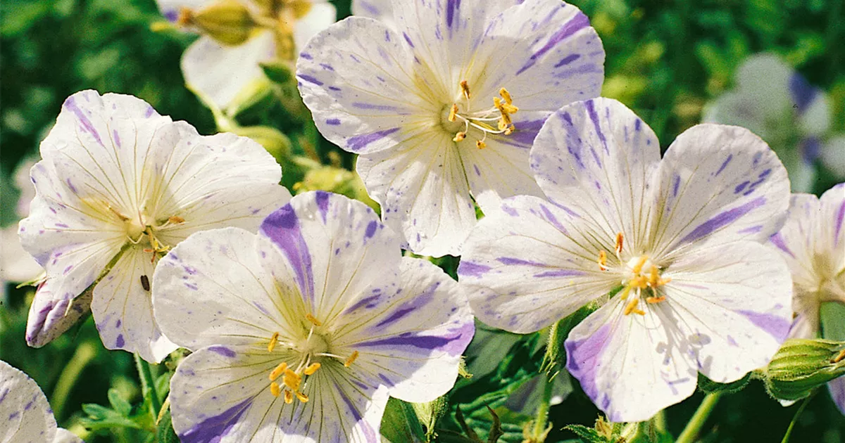 Geranium pratense 'Splish Splash', Garten-Storchschnabel 'Splish Splash ...