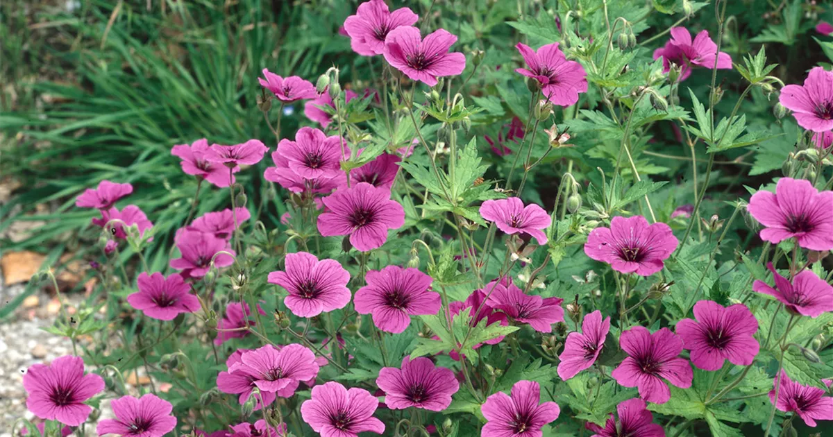 Geranium psilostemon 'Ivan', Garten-Storchschnabel 'Ivan' - Baumschule Ley