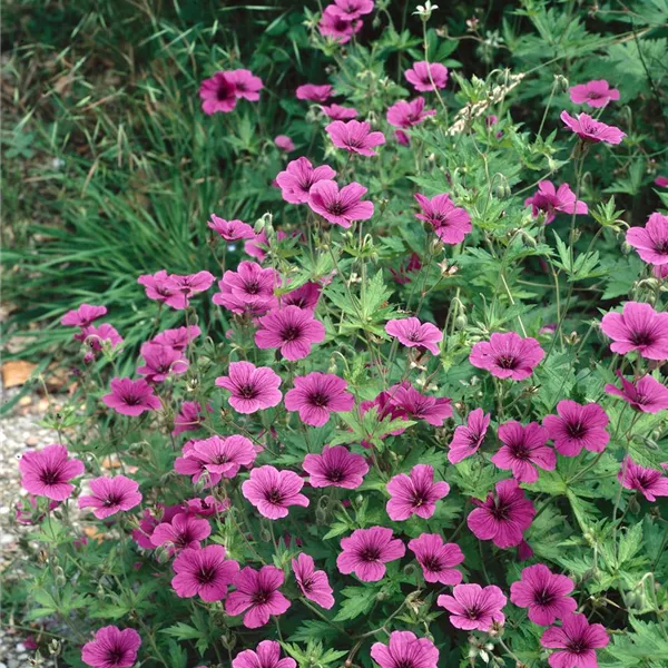 Geranium psilostemon 'Ivan', Garten-Storchschnabel 'Ivan' - Baumschule Ley