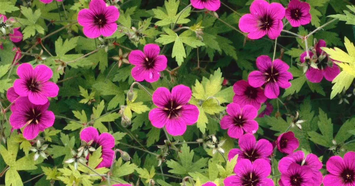 Geranium psilostemon 'Dragon Heart'®, Garten-Storchschnabel 'Dragon ...