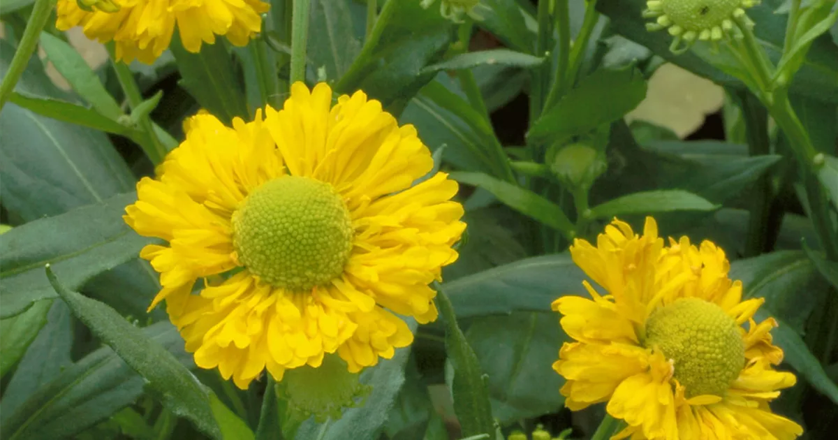 Helenium 'Double Trouble'®, Garten-Sonnenbraut 'Double Trouble ...