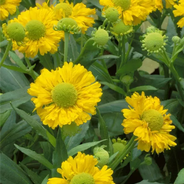 Helenium 'Double Trouble'®, Garten-Sonnenbraut 'Double Trouble ...