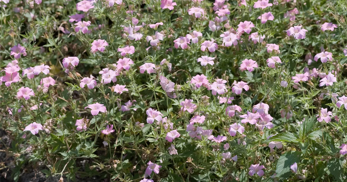 Geranium sanguineum 'Vision Light Pink', Garten-Blut-Storchschnabel ...